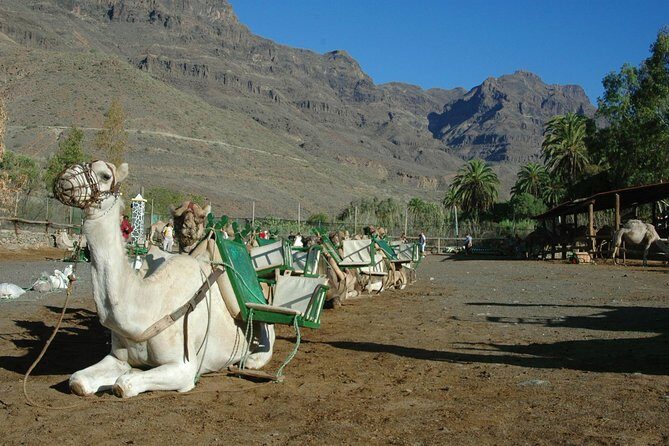 Camel Ride in Fataga with Tapas and drinks - Exploring the Fataga Camel Ride and Tapas Tour in Detail
