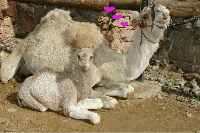 Camel Ride in Fataga with Tapas and drinks - FAQ