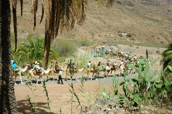 Camel Ride in Fataga with Tapas and drinks - Final Thoughts