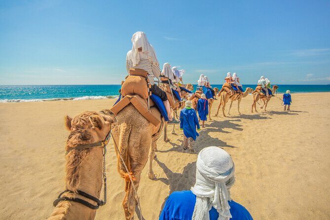 Camel Ride in Los Cabos with Buffet Food and Beer - Key Points