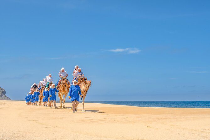 Camel Ride in Los Cabos with Buffet Food and Beer - The Sum Up