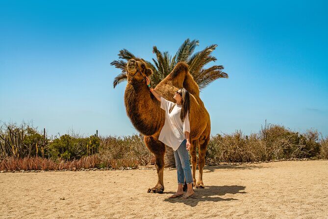 Camel Ride with Tequila Tasting and Lunch in Los Cabos - Exploring the Details: A Deep Dive into the Experience