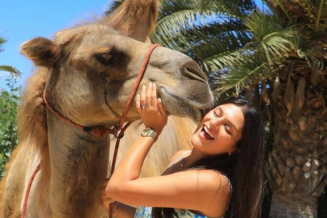 Camel Safari and Gastronomic Experience in Los Cabos - Introducing the Camel Safari and Gastronomic Experience in Los Cabos