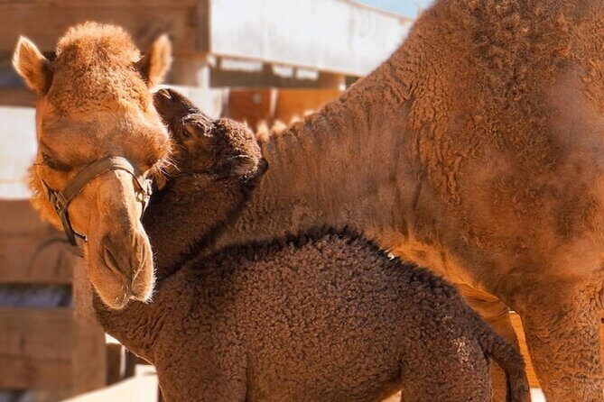 Camel Safari and Gastronomic Experience in Los Cabos - Who Will Enjoy This Tour?