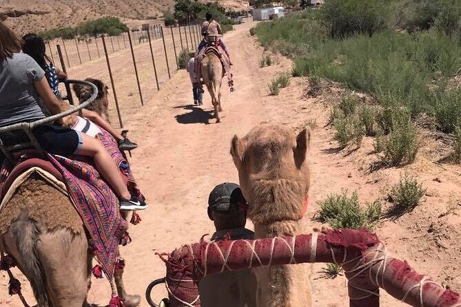 Camel Safari - Camel Ride and Zoo Tour - The Experience from the Traveler’s Perspective