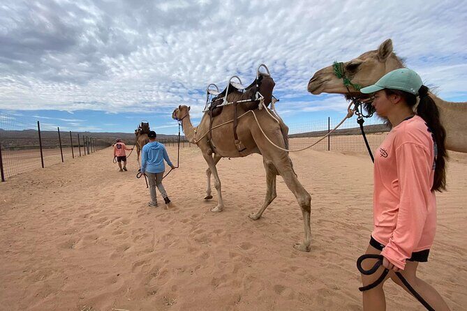 Camel Safari - Camel Ride and Zoo Tour - The Sum Up: Why This Tour Is a Good Choice