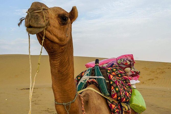 Camel safari in thar desert - A Detailed Look at the Camel Safari Experience
