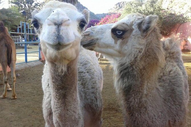 Camel Safari through the Dunes of Maspalomas - Practical Tips for the Best Experience