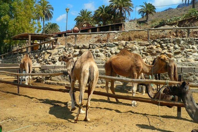 Camel Safari through the Dunes of Maspalomas - FAQ