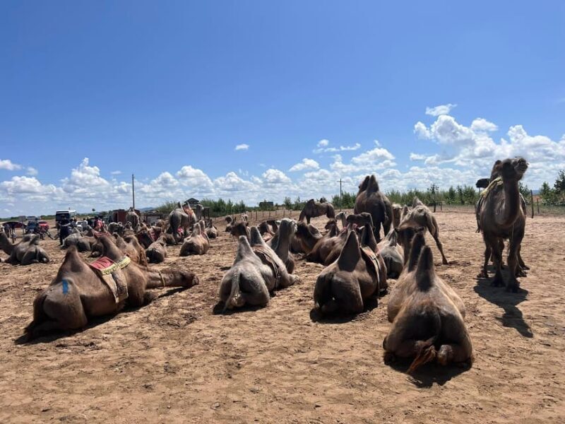 Camel Trails and Bird Tales: Discovering Elsen Tasarkhai - The Sum Up
