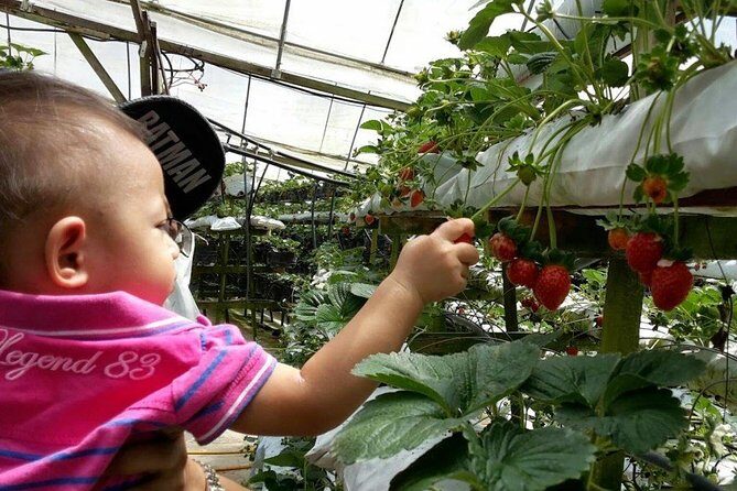 Cameron Highland Day Tour - FAQ