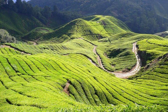 Cameron Highland Day Tour From Kuala Lumpur By Group - Lunch and Return Journey