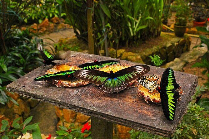 Cameron Highland Day Tour From Kuala Lumpur By Group - Practicalities and Value