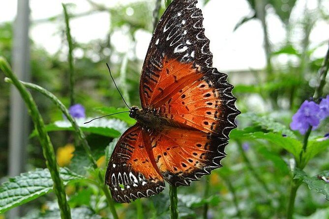 Cameron Highland Day Tour from Kuala Lumpur - FAQ