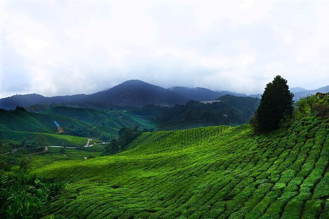 Cameron Highland Day-Trip from Kuala Lumpur - Key Points