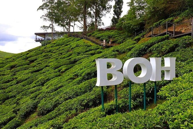 Cameron Highland Full Day Tour from KL City Private Tour - Introduction