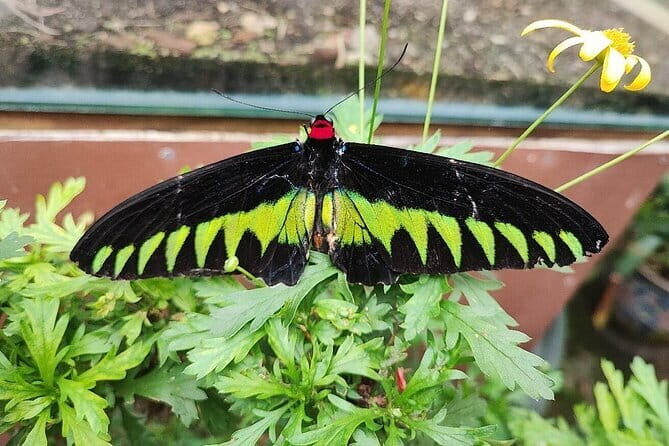 Cameron Highland Full Day Tour from KL City Private Tour - The Journey to Cameron Highlands