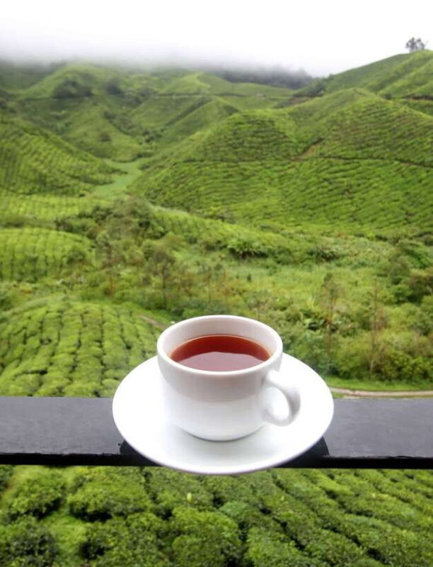 Cameron Highlands 1 Day Tour from Kuala Lumpur - Key Points
