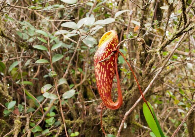 Cameron Highlands 1 Day Tour from Kuala Lumpur - An Honest Look at the Cameron Highlands 1 Day Tour
