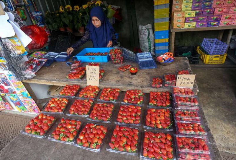 Cameron Highlands 1 Day Tour from Kuala Lumpur - Final Thoughts