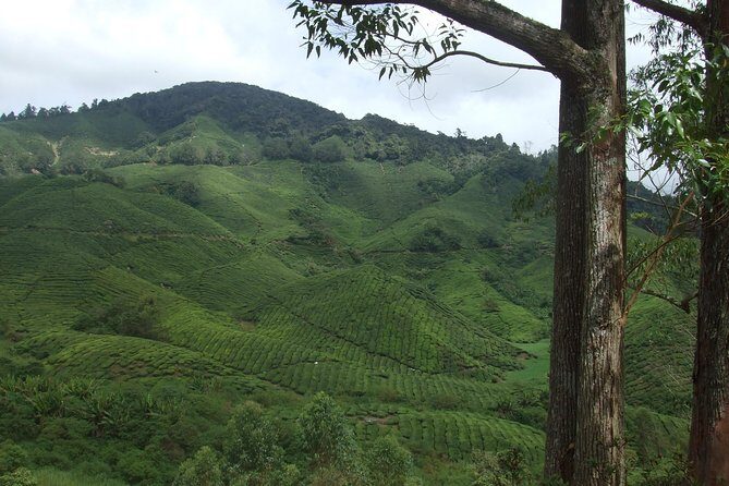 Cameron Highlands Amazing Day Trip Tour with Local Lunch - Who Will Love This Tour?