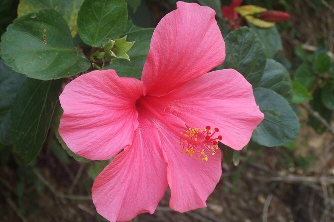 Cameron Highlands Amazing Day Trip Tour with Local Lunch - The Sum Up