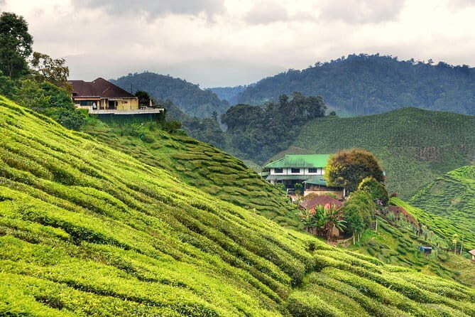 Cameron Highlands & Batu Caves Full-Day Tour - A Journey Through Malaysia’s Highlights: Full Breakdown of the Tour
