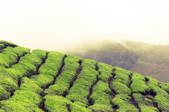 Cameron Highlands City Hotels to Kuala Lumpur City Hotels - Who Will Benefit Most from This Service?