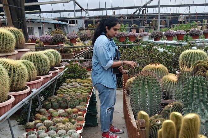 Cameron Highlands Day Tour from Ipoh -Tea Plantation - Who Should Consider This Tour?