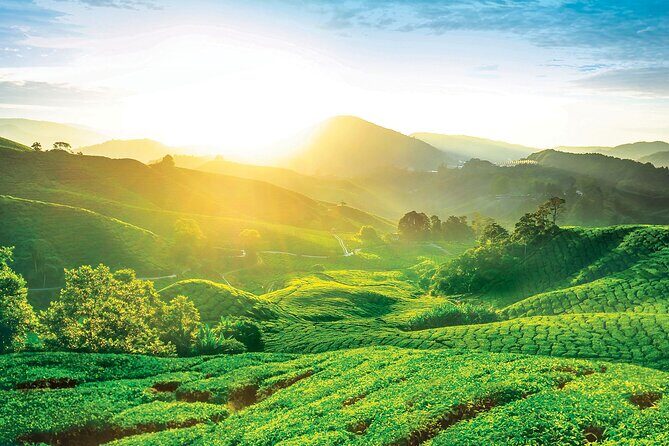 Cameron Highlands Day Tour From Kuala Lumpur 2025 - Discovering the Cameron Highlands Day Tour from Kuala Lumpur: An Authentic Escape into Nature