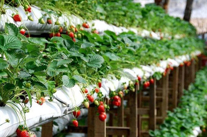 Cameron Highlands Day Tour From Kuala Lumpur 2025 - Final Thoughts