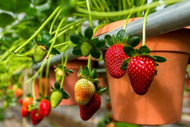 Cameron Highlands Day Tour From Kuala Lumpur (Private Tour) - The Journey Begins: Scenic drives and cultural introductions