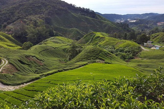 Cameron Highlands Day Tour with Lunch (SIC - Join In Tour) - Key Points