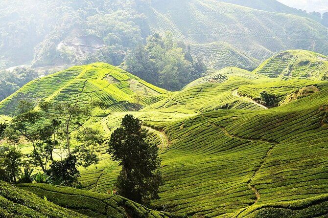 Cameron Highlands Full Day Join in Tour - An In-Depth Look at the Cameron Highlands Full Day Tour