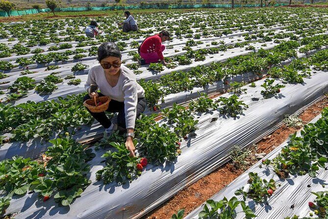 Cameron Highlands Full Day Join in Tour - Final Thoughts: Is This Tour Right for You?