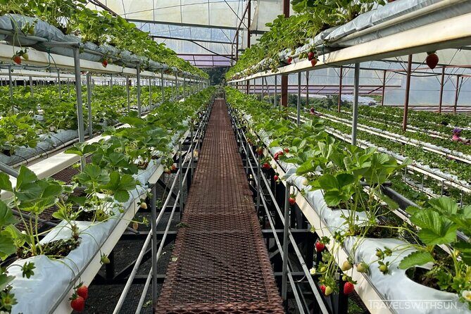 Cameron Highlands Full Day Join in Tour - Frequently Asked Questions