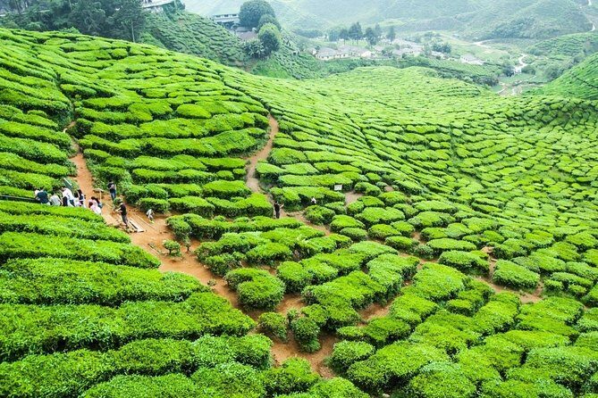Cameron Highlands Full Day Nature Tour - Key Points