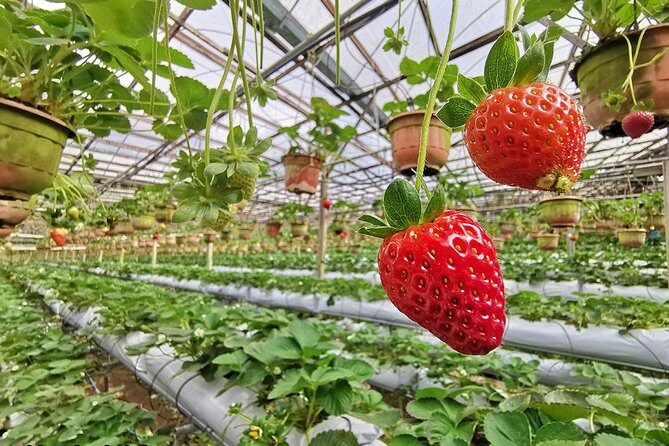 Cameron Highlands Full-Day Nature Tour - FAQ