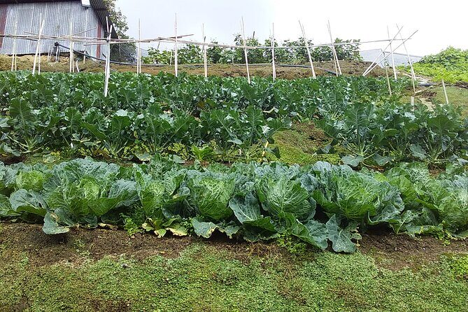 Cameron Highlands Hill Forest Walk - An In-Depth Look at the Cameron Highlands Hill Forest Walk