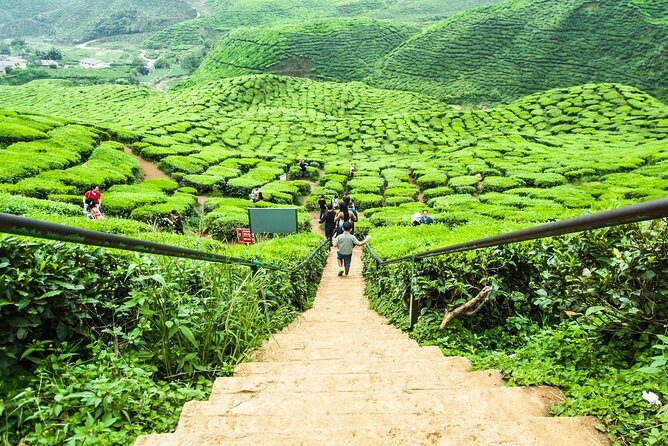 Cameron Highlands Nature Full Day Tour with Hobbitoon Village - Who Will Love This Tour?