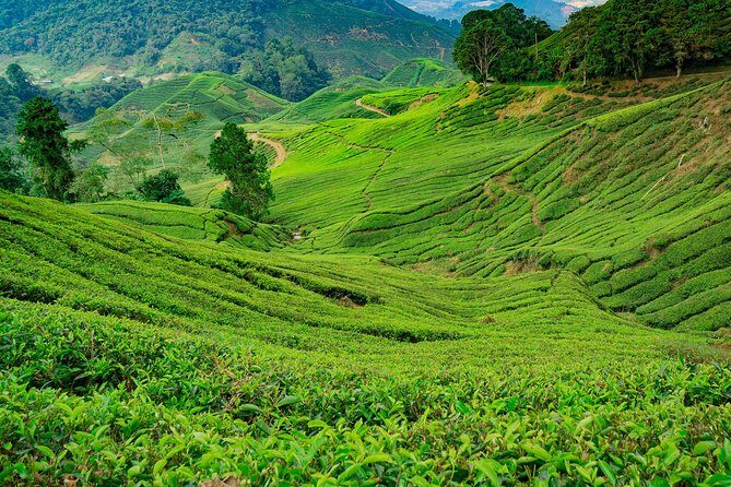 Cameron Highlands One Day Trip from Kuala Lumpur Privately Organised - The Experience: An In-Depth Look at What Youll Enjoy
