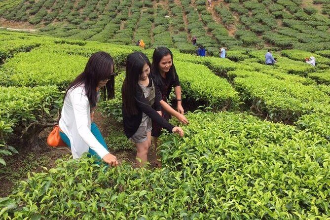 Cameron Highlands Private Day Tour from Kuala Lumpur - The Experience and Itinerary Breakdown