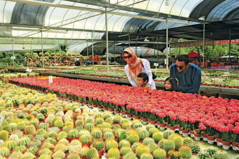 Cameron Highlands Private Day Tour from Kuala Lumpur - What This Tour Offers and What You Can Expect