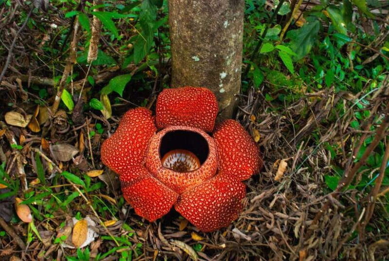 Cameron Highlands Private Day Tour from Kuala Lumpur - The Authentic Touch: What Travelers Say