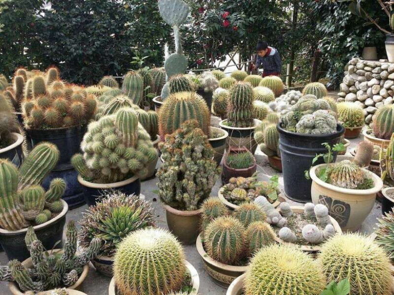 Cameron Highlands Private Day Trip - Final Thoughts