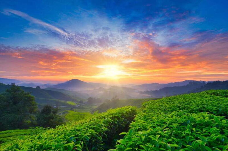 Cameron Highlands Private Tour with Tea Plantation Visit - Key Points