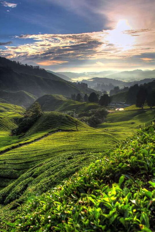 Cameron Highlands Private Tour with Tea Plantation Visit - Real Perspectives: What Tour Participants Say