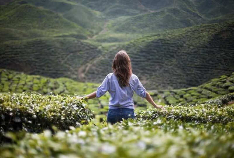 Cameron Highlands Private Tour with Tea Plantation Visit - Transportation and Comfort Considerations