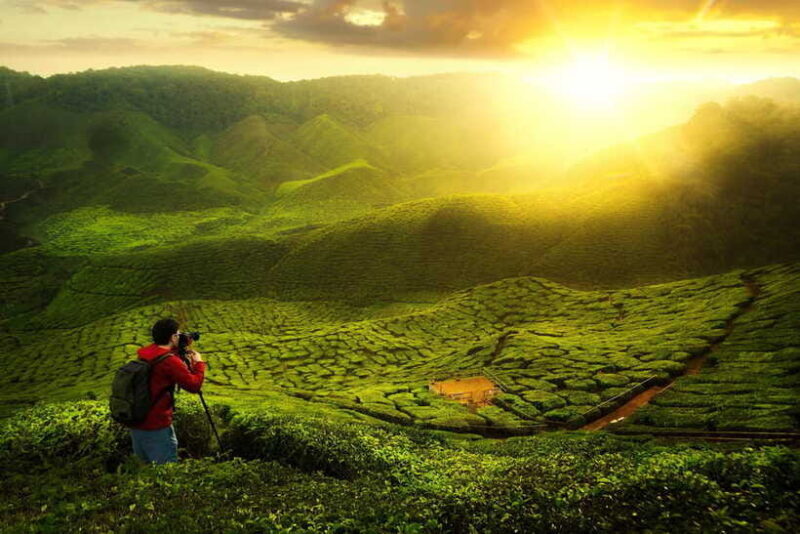 Cameron Highlands Private Tour with Tea Plantation Visit - The Experience of Visiting Cameron Highlands