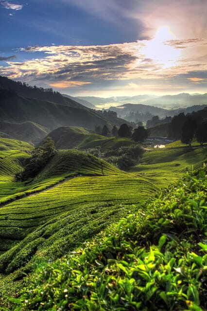 Cameron Highlands Private Tour with Tea Plantation Visit - Summary: Is It Worth It?